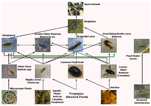 pond food web | Teaching Resources