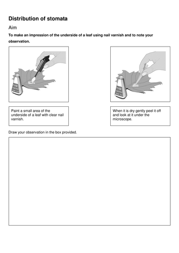 distribution of stomata | Teaching Resources