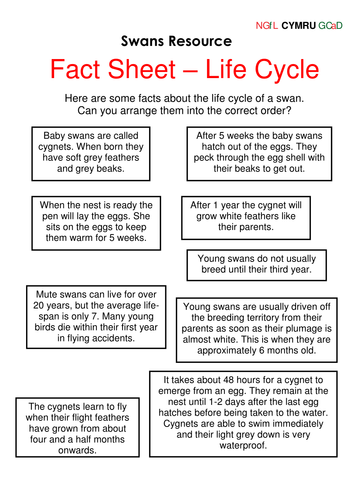 Swans | Teaching Resources