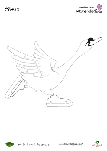 Swan - Colouring Sheet | Teaching Resources