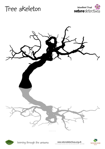 Trees - Tree Skeletons | Teaching Resources