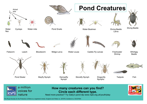 Rainforest animal activities by - UK Teaching Resources - TES