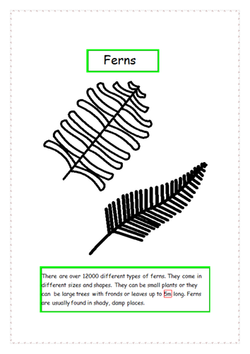 Ferns | Teaching Resources