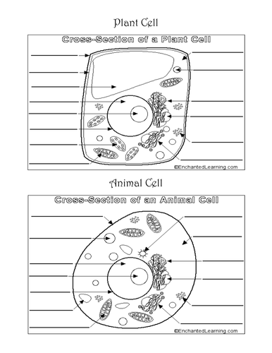 Animal And Plant Cell Labeling Worksheet - Breadandhearth Animal And Plant Cell Labeling Worksheet - Breadandhearth