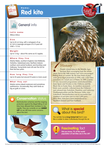 Red Kite activies and factsheet | Teaching Resources