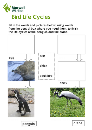 Parrot Life Cycle Life Cycle Of A Bird For Kids