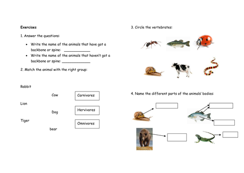 Animals book | Teaching Resources