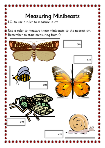Measuring minibeasts by renosparks - Teaching Resources - Tes