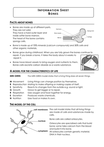 bones informatrion sheet | Teaching Resources