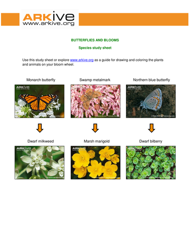 Butterflies and Blooms | Teaching Resources