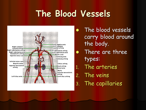 BLOOD VESSELS PPT | Teaching Resources