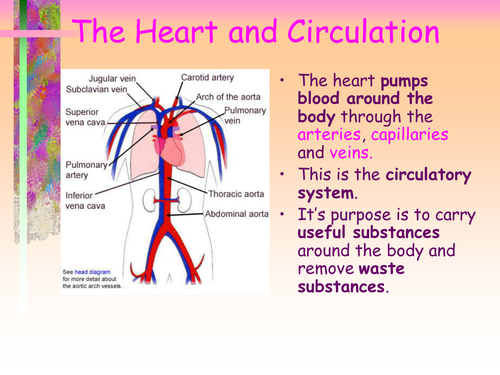 HEART AND CIRCULATION PPT | Teaching Resources