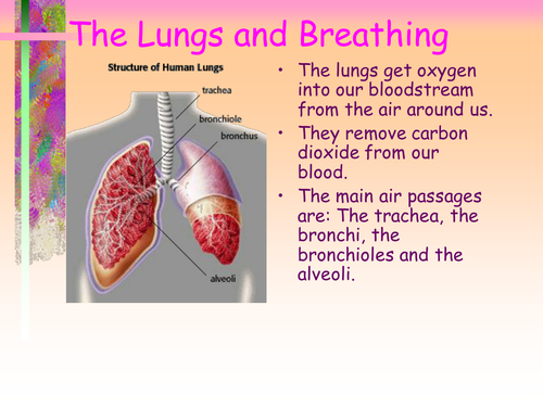 LUNGS AND BREATHING | Teaching Resources