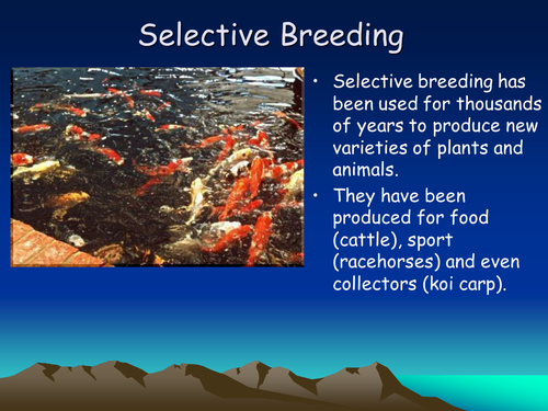 selective breeding ppt | Teaching Resources