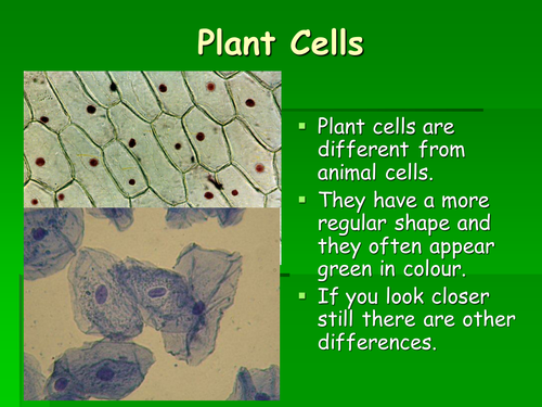 Plant cells higher | Teaching Resources