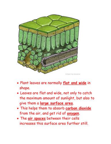 Plant leaves year 10 notes | Teaching Resources