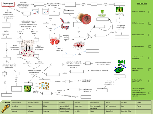 Flow map for revision of Cellular Transport | Teaching Resources