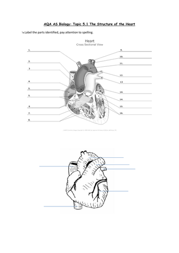 AQA Biology Structure of Heart | Teaching Resources