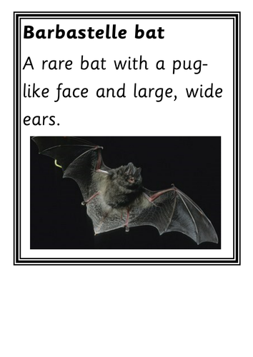 UK bats display | Teaching Resources