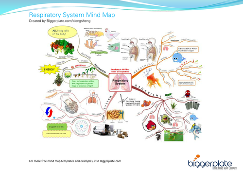 Mind Map - Respiratory System | Teaching Resources