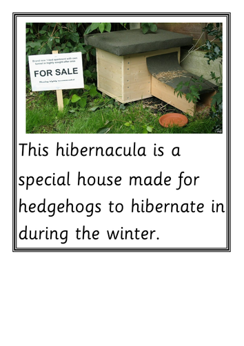 Hedgehog display | Teaching Resources