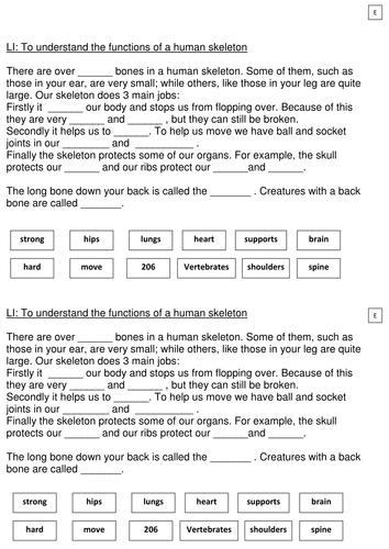 The functions of the human skeleton | Teaching Resources