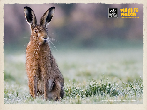 Brown Hare Wallpaper | Teaching Resources