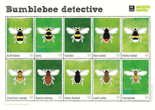 Bumblebee Detective Spotting Sheet | Teaching Resources