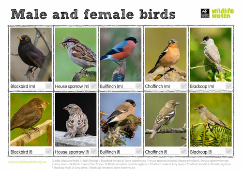 Male and Female Birds Spotting Sheet | Teaching Resources