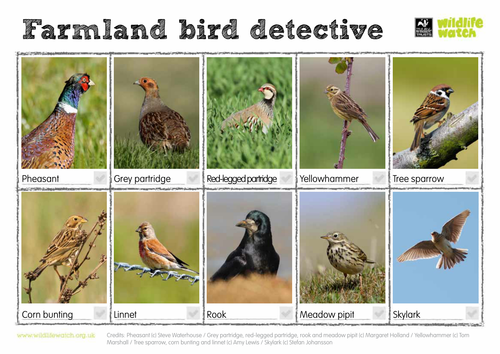 Farmland Birds Spotting Sheet | Teaching Resources