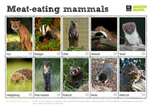 Meat Eating Mammals
