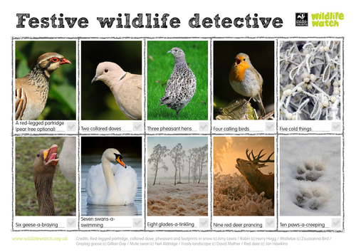 Festive Wildlife Spotting Sheet | Teaching Resources