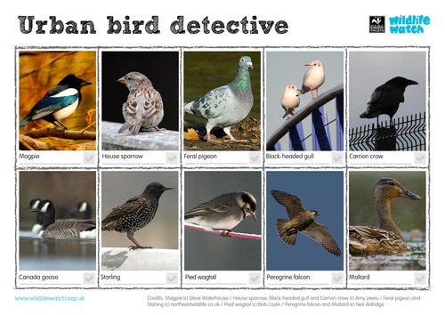 Urban Bird Spotting Sheet | Teaching Resources