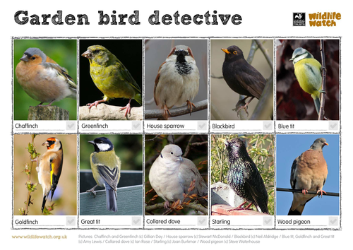 Garden Bird Spotting Sheet | Teaching Resources