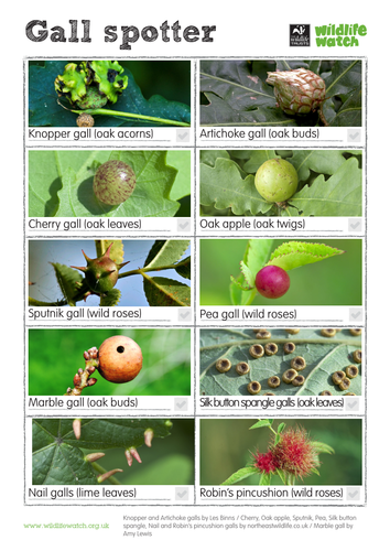 Gall Spotting Sheet | Teaching Resources