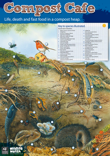 Compost heap - 'Compost Cafe' Poster | Teaching Resources