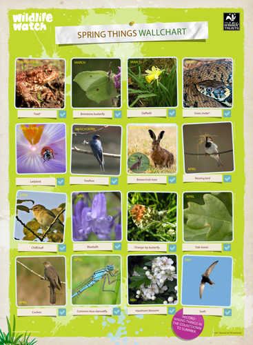 Spring Things Wallchart | Teaching Resources