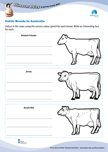 'From Farm to Plate' - Cattle Breeds | Teaching Resources