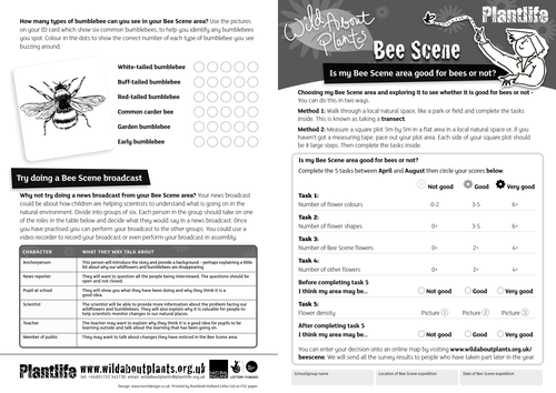 Bee Scene Recording Card | Teaching Resources