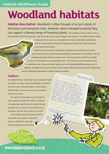 Woodland Habitat Guide | Teaching Resources