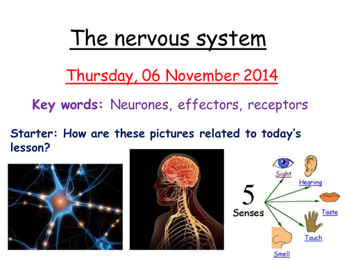 Nervous system and senses | Teaching Resources