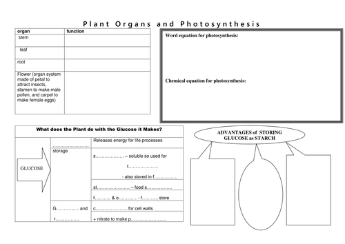 Plant Organs and Photosynthesis summary | Teaching Resources