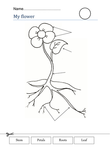 Labelling a plant by PrettyBanana - Teaching Resources - Tes Labelling a plant by PrettyBanana - Teaching Resources - Tes