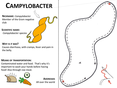 Campylobacter: Crafty Critter Pattern | Teaching Resources