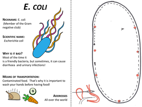 E. Coli: Crafty Critter Pattern | Teaching Resources