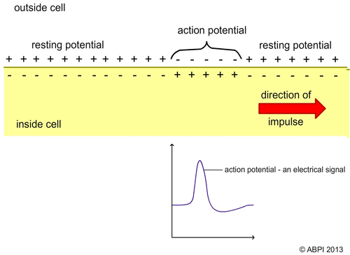 Action Potential | Teaching Resources Action Potential | Teaching Resources