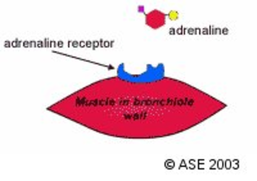 Adrenaline Molecule as a Key | Teaching Resources