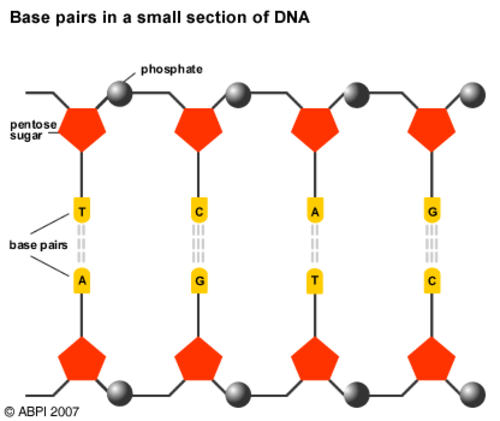 Base Pairs | Teaching Resources