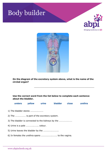 Body Parts - Bladder | Teaching Resources
