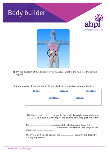 Body Parts - Liver | Teaching Resources